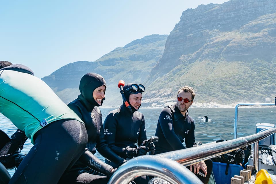 Hout Bay: Seal Snorkeling Experience | GetYourGuide