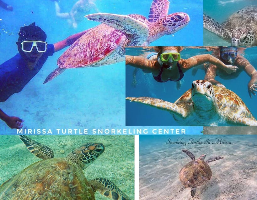 Snorkeling with Turtles in Mirissa | GetYourGuide