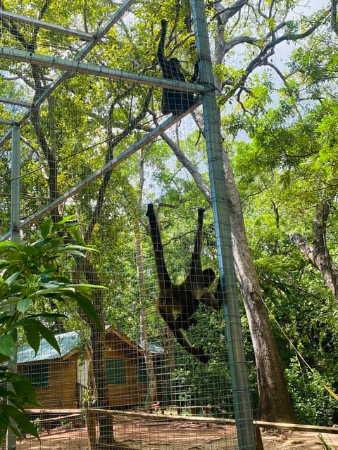 Roatan Jetski + Sloth + Beach | GetYourGuide