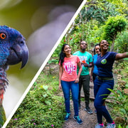Rainforest Adventures Trail Hike at St Lucia | GetYourGuide