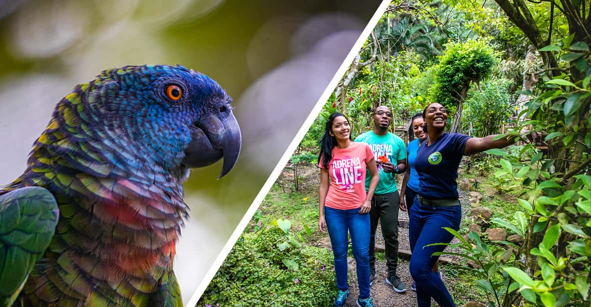 Rainforest Adventures Trail Hike at St Lucia | GetYourGuide