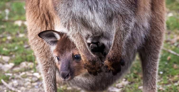 Penneshaw: Shore Excursion Kangaroo Island Scenic Tour | GetYourGuide
