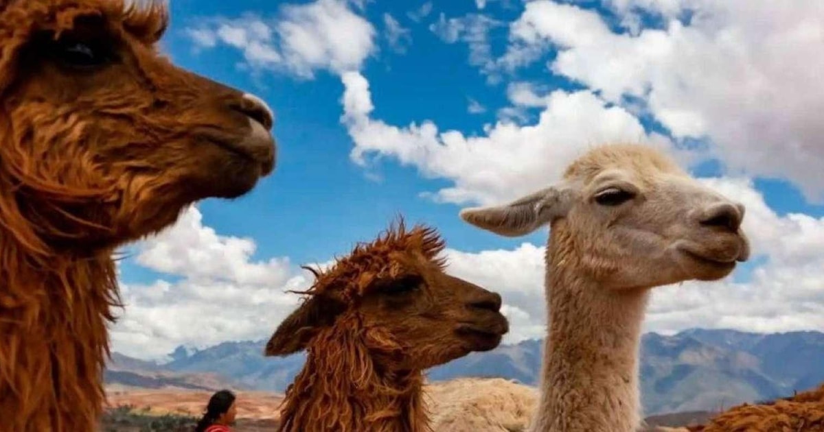 Private Tour from Cusco | Llama Tour + Clay Healing | GetYourGuide Private Tour from Cusco | Llama Tour + Clay Healing | GetYourGuide