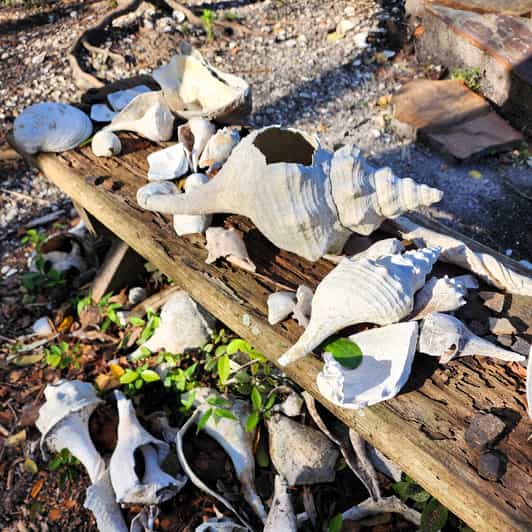 St. Petersburg: Jungle Prada Site History Tour | GetYourGuide