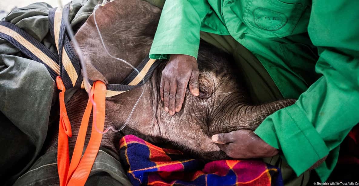 Day tour to David sheldrick elephant trust & giraffe center | GetYourGuide