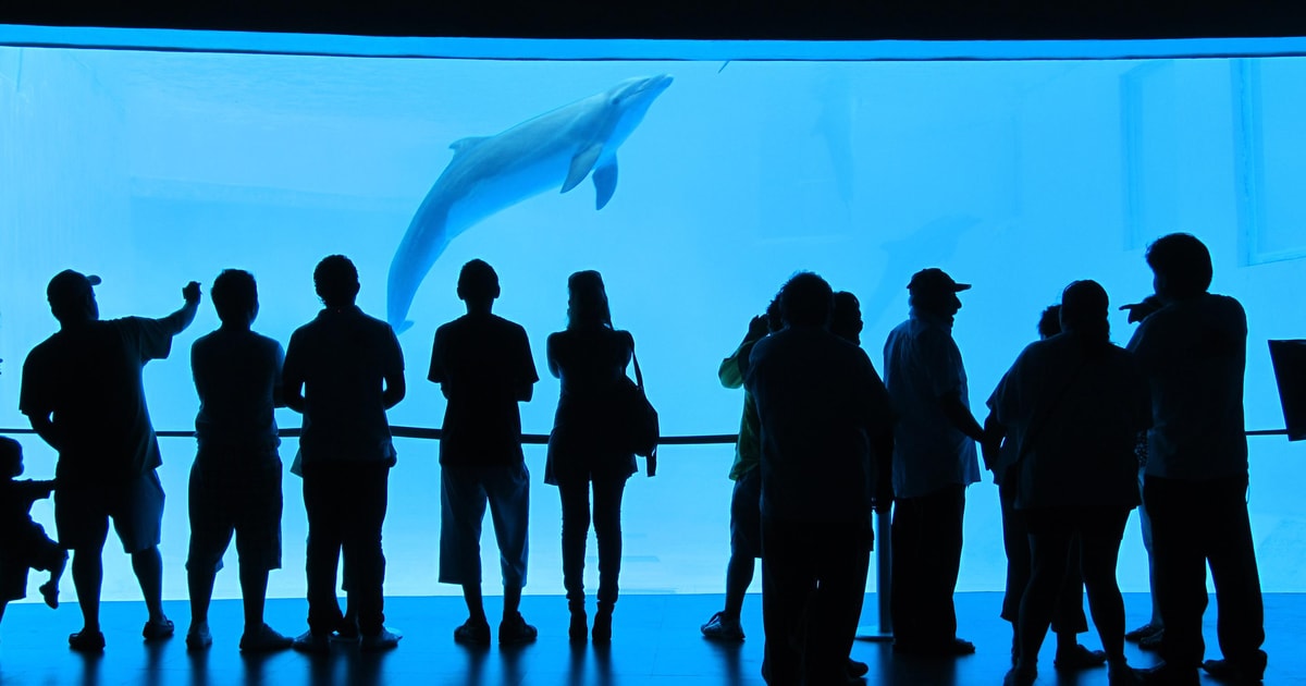 Veracruz: Visita turística a la ciudad y Acuario | GetYourGuide