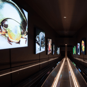 Penang: Entopia General Admission Tickets | GetYourGuide