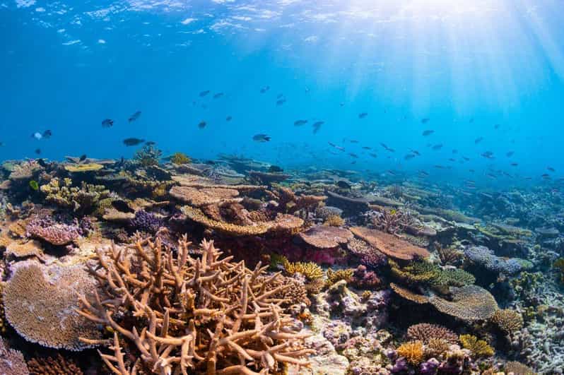 Day Trips from Southern Great Barrier Reef | GetYourGuide