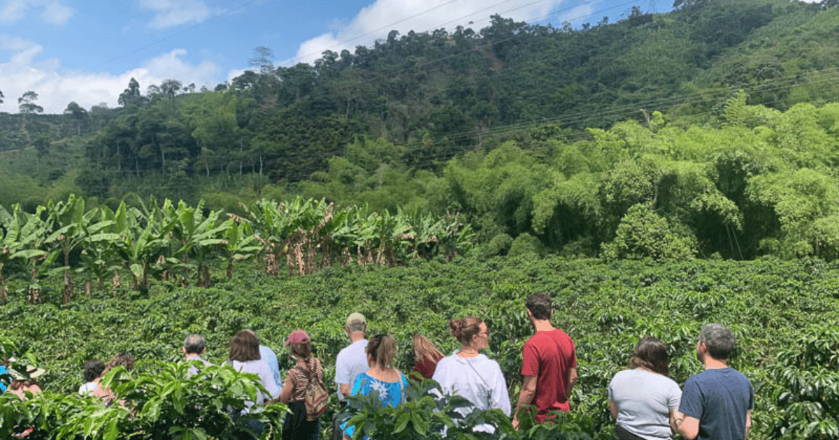 Excursiones a fincas de cacao y café desde Pereira o Armenia | GetYourGuide