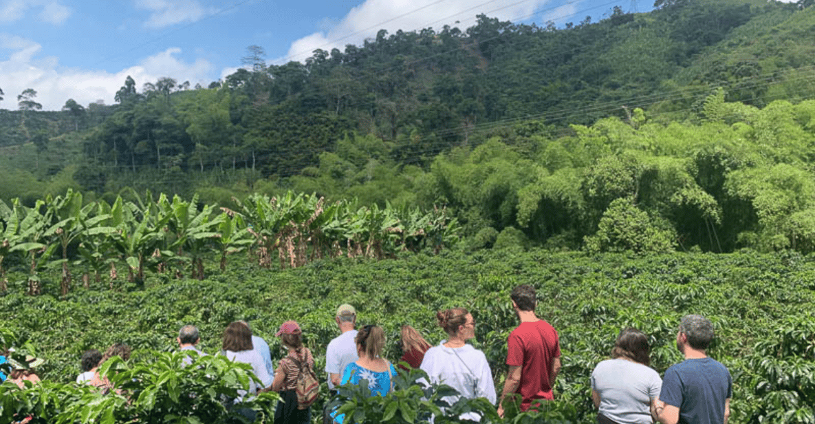 Excursiones a fincas de cacao y café desde Pereira o Armenia | GetYourGuide