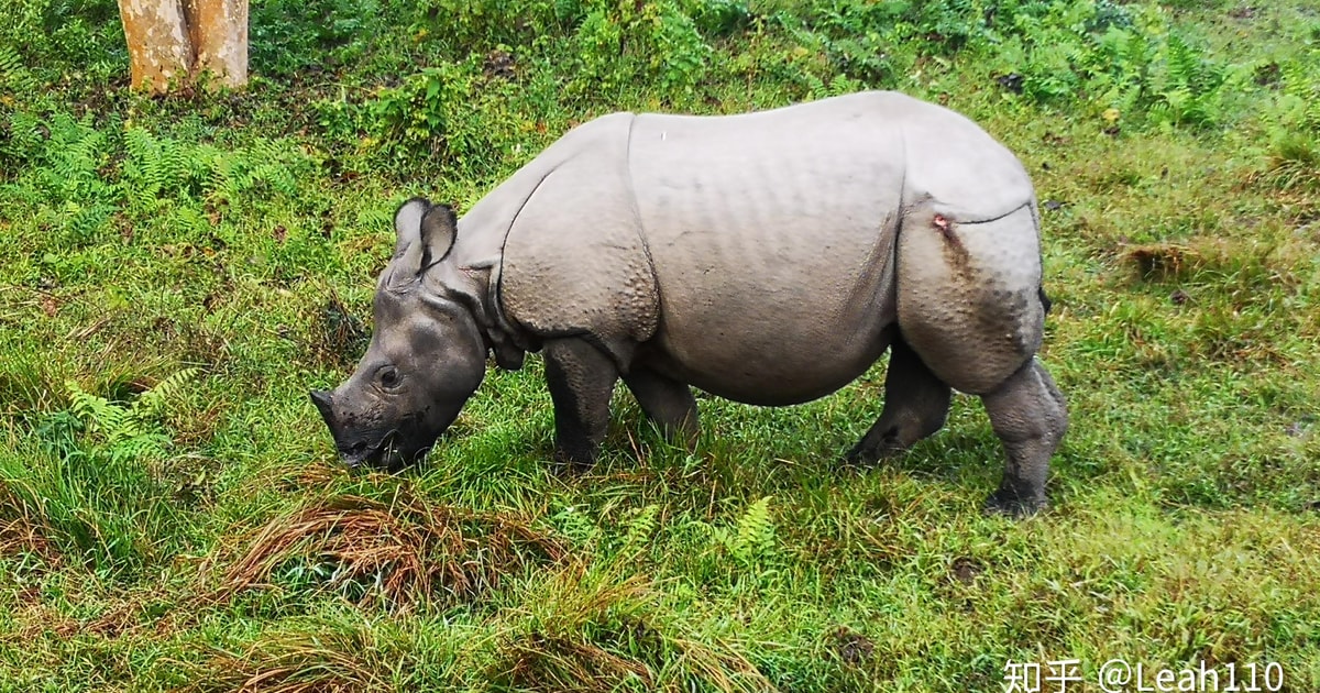 3-Day Chitwan National Park Jungle Safari Tour Kathmandu: | GetYourGuide