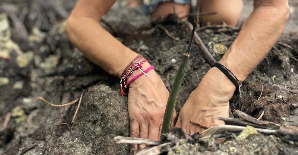 Ecotourism: Mangrove Reforestation & Tour | GetYourGuide
