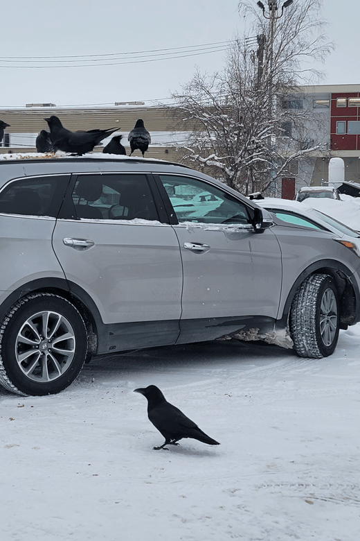 Yellowknife: Bison Highway Road Tour | GetYourGuide