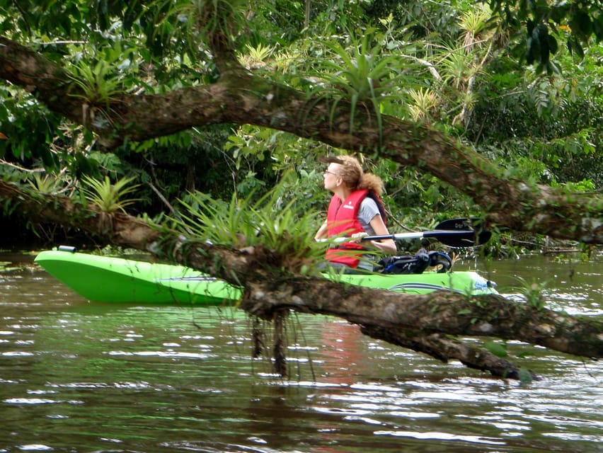 Costa Rica Mangrove Tour: Terraba National Wetlands - Uvita | GetYourGuide