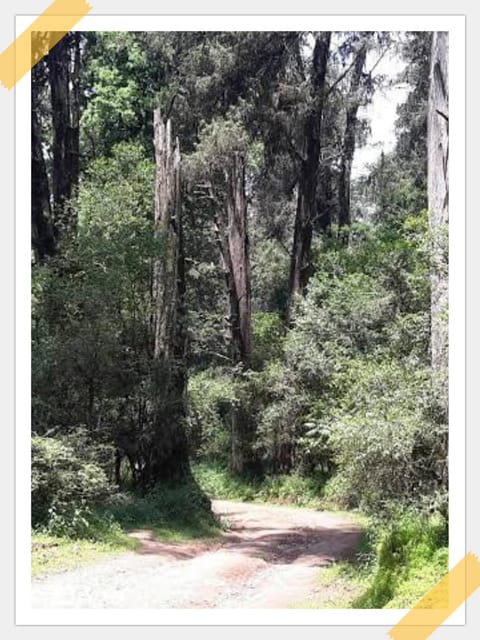 From Addis abeba: Day Trip to Menagesha Suba Forest | GetYourGuide