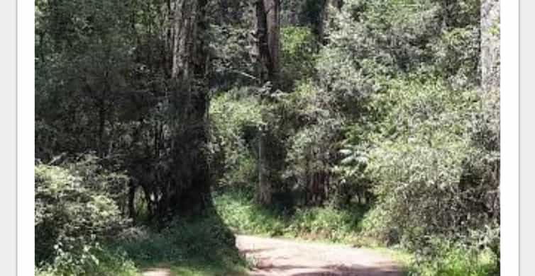 From Addis abeba: Day Trip to Menagesha Suba Forest | GetYourGuide