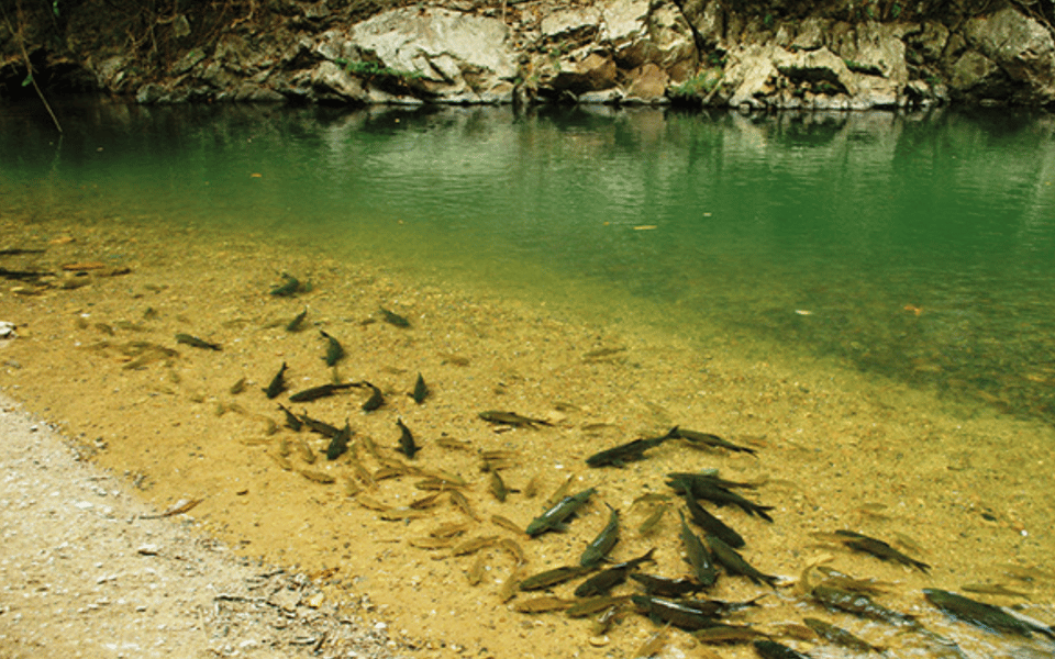 Depuis Kuala Lumpur : Parc national de Taman Negara Lata Berkoh ...