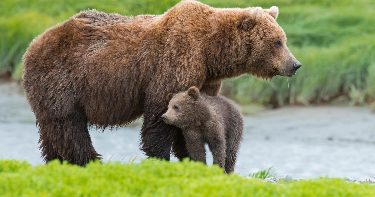 Denali an einem Tag – Ganztagestour mit Sightseeingtour | GetYourGuide