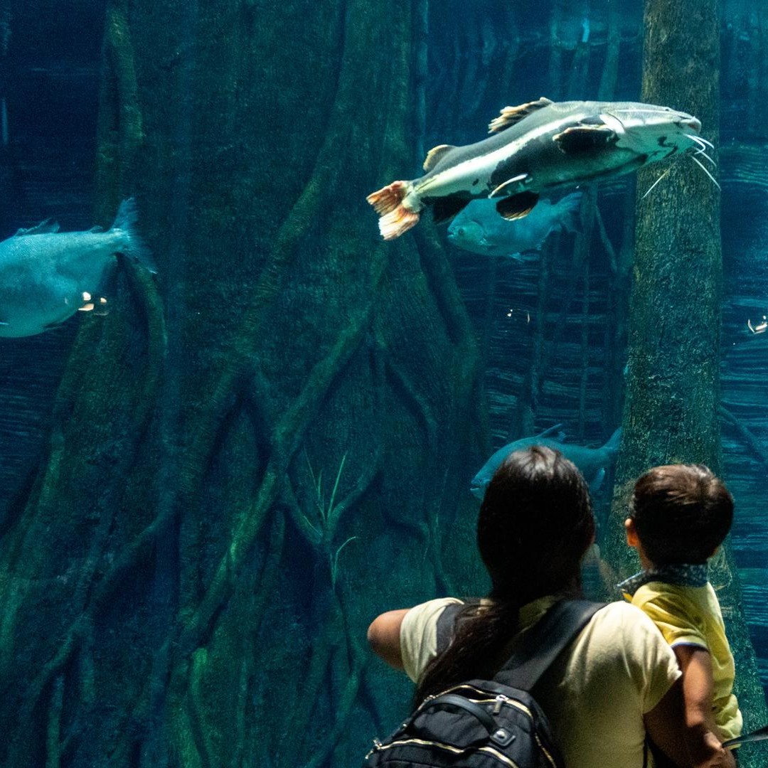 Medellín: Ingresos a Parque Explora | GetYourGuide