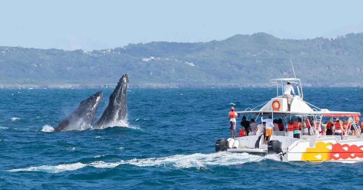 Samana: Bay of Samana Whale Watching Experience | GetYourGuide
