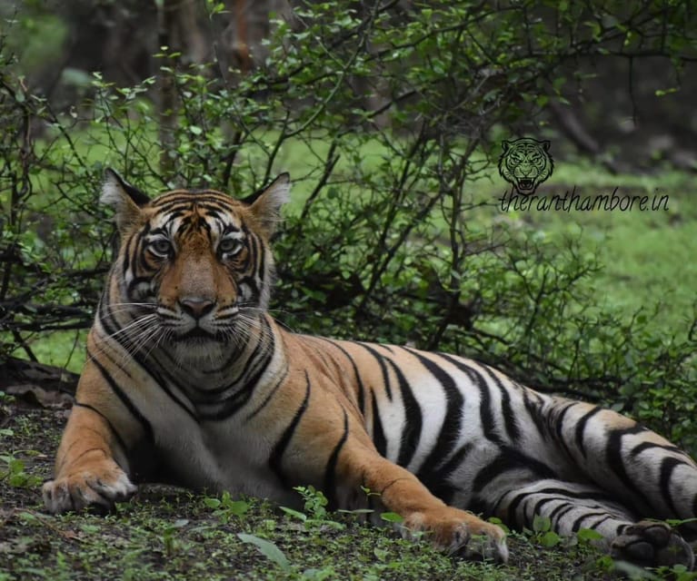 Canter Safari: Ohne Anstehen Eintritt in den Ranthambore National Park ...