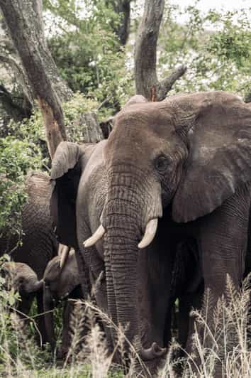 Découvrez le parc national du Tarangire lors d'une excursion ...