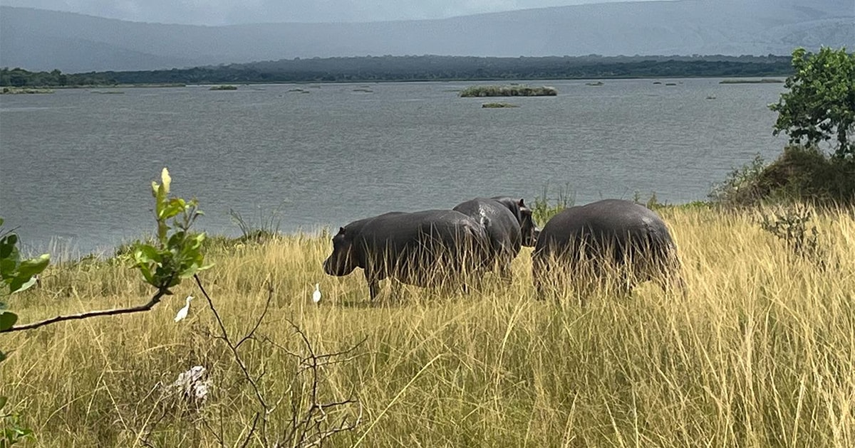 1 day, Akagera Big 5 Safari & boat ride from Kigali | GetYourGuide