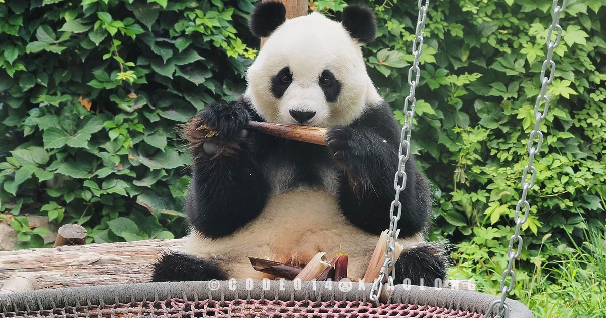 Beijing:Beijing Zoo tour with Pandas Seeing | GetYourGuide