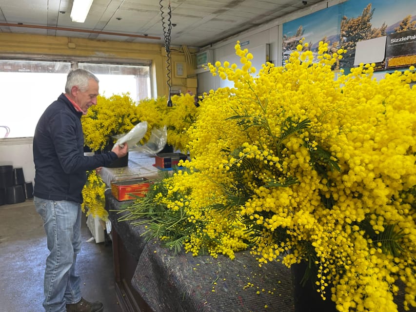 The Kingdom of the Mimosa Tour | GetYourGuide