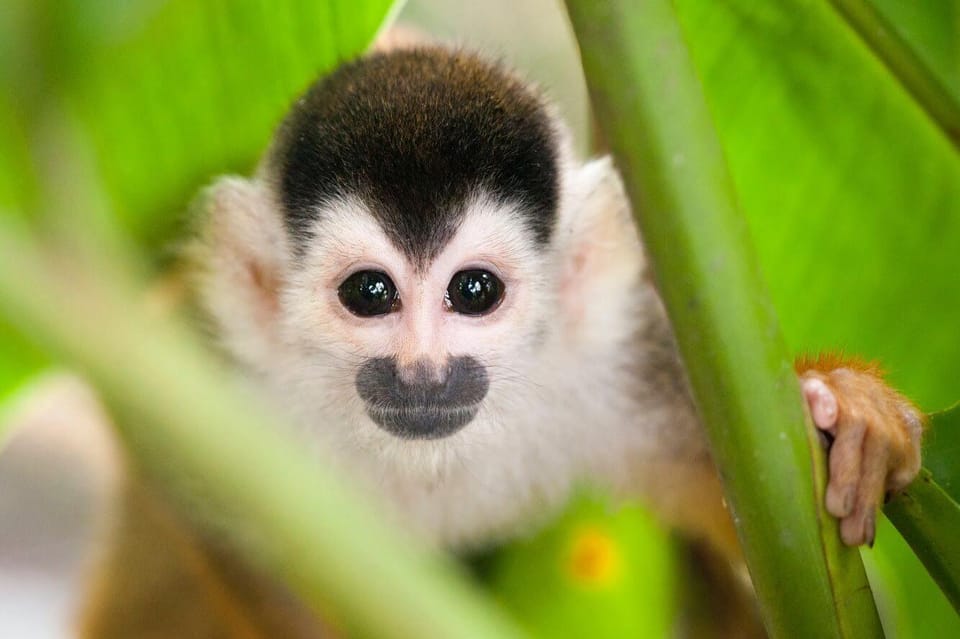 Costa Rica Mangrove Monkey Tour | GetYourGuide