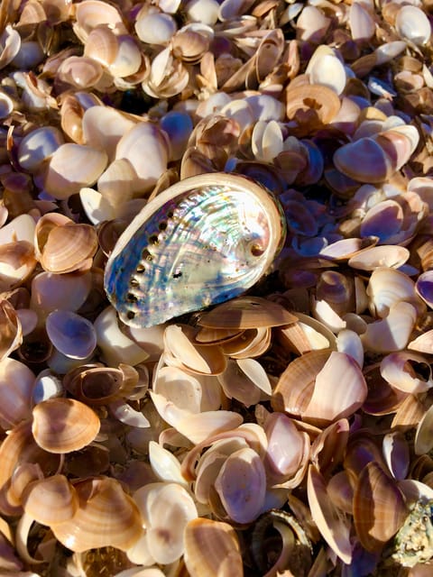 Hermanus guided abalone farm tour & tasting | GetYourGuide