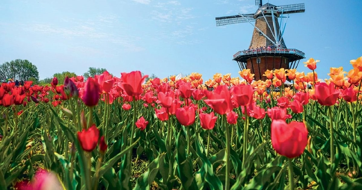 From Chicago:1-Day Windmill Island w/Seasonal Tulip Upgrade | GetYourGuide