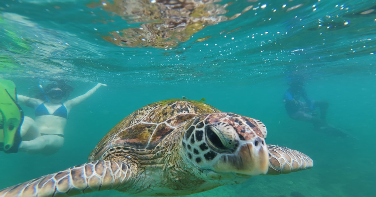 Mirissa: Coral Coast Divers Snorkeling Tour with Turtles | GetYourGuide
