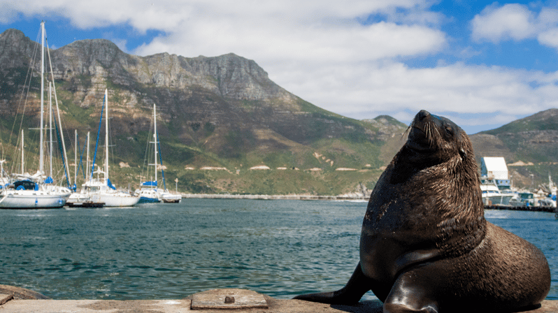 Cape Town Shore Excursion: Table Mountain & Cape Point Tour | GetYourGuide