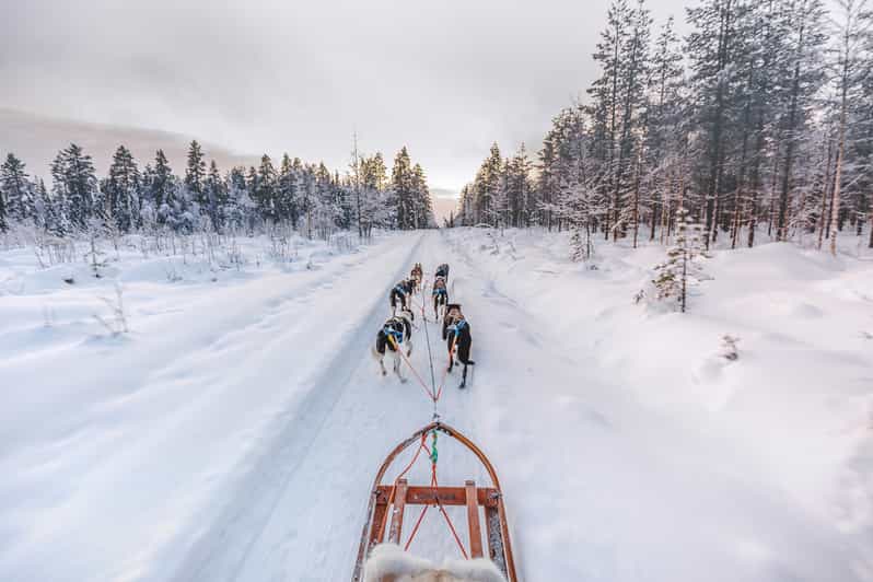 Rovaniemi: Apukka Aurora Husky Tour | GetYourGuide