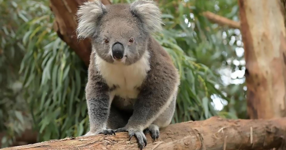 Phillip Island: Koalas, Pelicans, and Scenic Lookouts Tour | GetYourGuide
