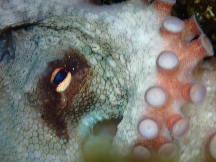 Cape Town: Great African Sea Forest Guided Snorkel | GetYourGuide