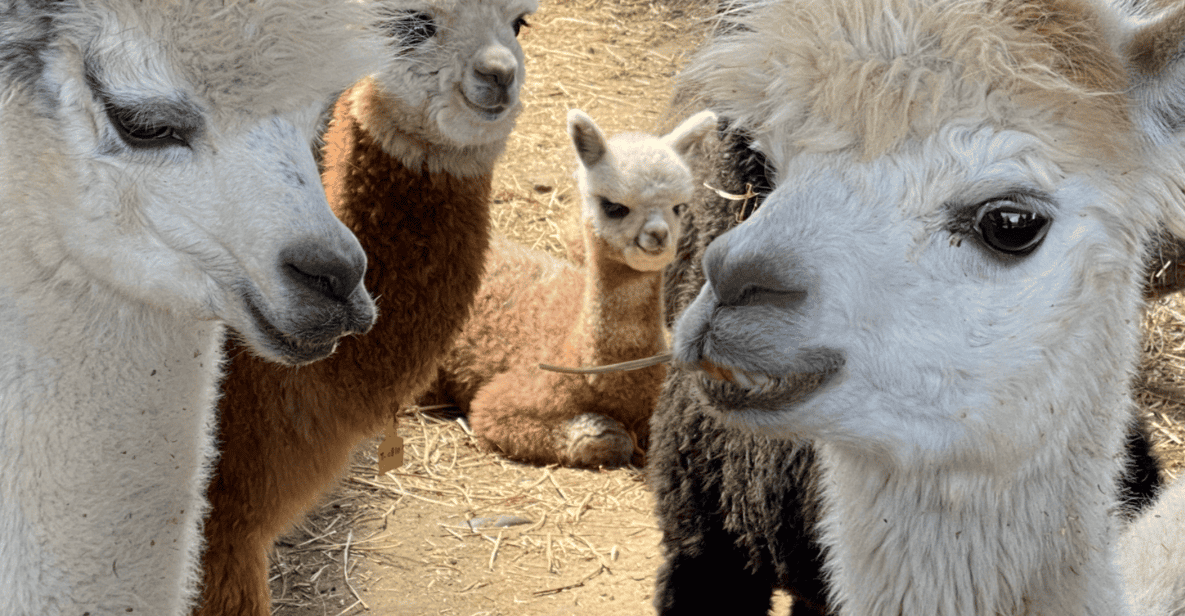 Portillo: Día Completo Privado Lago Inca y Granja de Alpacas | GetYourGuide