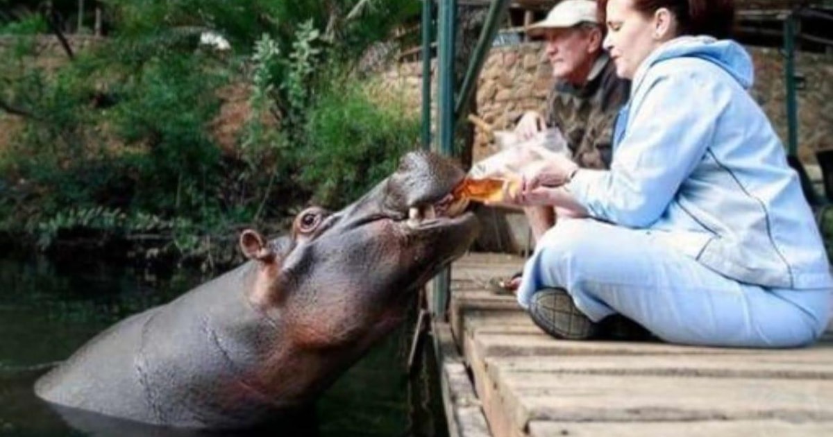 Hoedspruit: Jessica The Hippo Tour | GetYourGuide