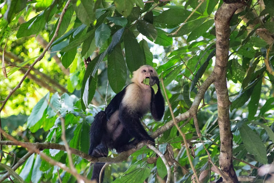 Excursión con monos de los manglares de Costa Rica | GetYourGuide