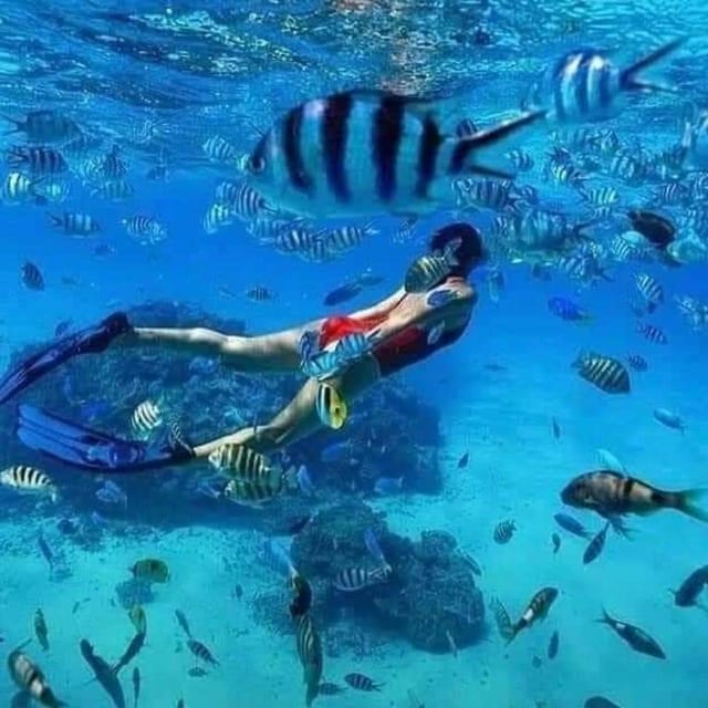 Safari blue tour | GetYourGuide