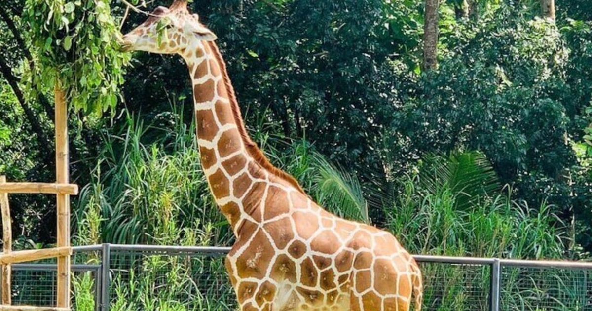 Cebu: Safari Adventure Park Day Trip | GetYourGuide