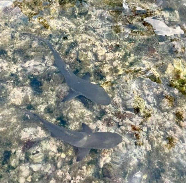 Sal Island: Walk with lemon sharks (Finnish guide) | GetYourGuide