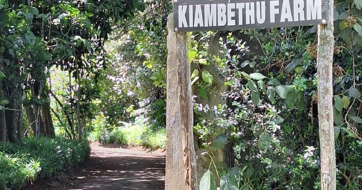 Rundvisning på Kaimbethu tefarm og frokostpakke | GetYourGuide