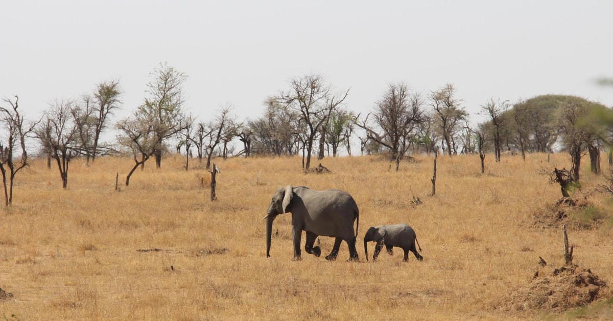 Arusha: 4-dniowa wycieczka safari średniej klasy z zakwaterowaniem ...