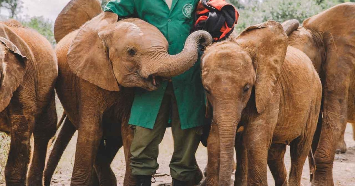 Nairobi:Elephants, Blixen Museum,Kobe Beads & Bomas of Kenya | GetYourGuide