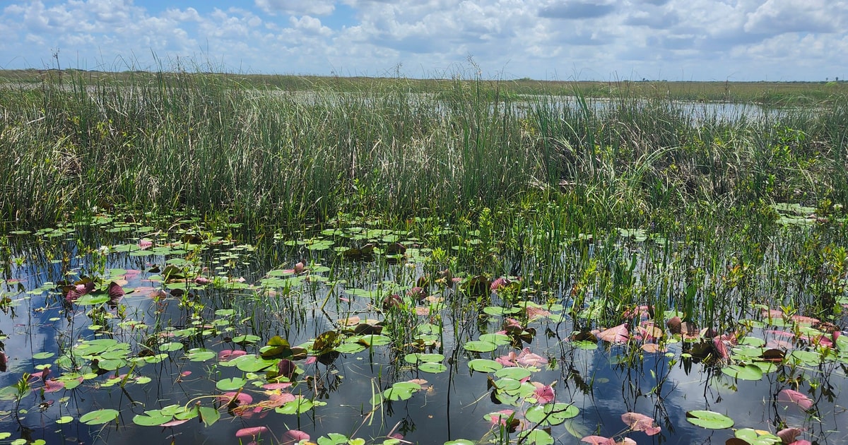 Miami: tour in airboat delle Everglades con trasporto di lusso ...