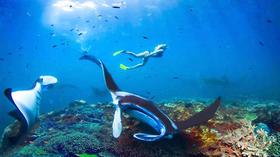 Snorkelen in Nusa Penida | GetYourGuide