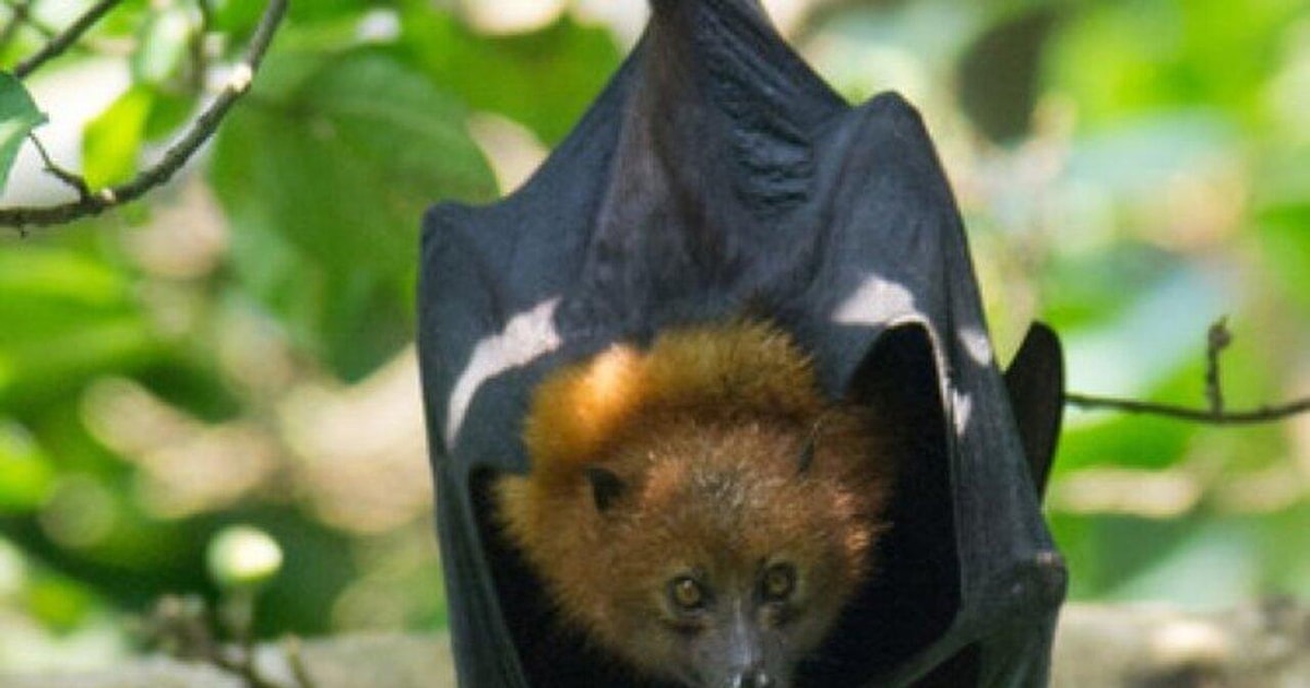 Pemba Island: Chake Chake and Kidike Pemba Flying Fox Tour | GetYourGuide