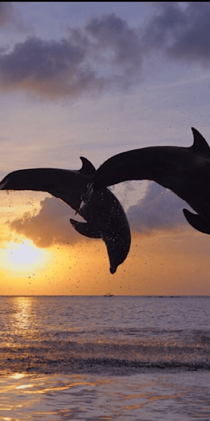 Lovina: Sunrises Dolphin Tour Snorkeling, Waterfall & Temple | GetYourGuide